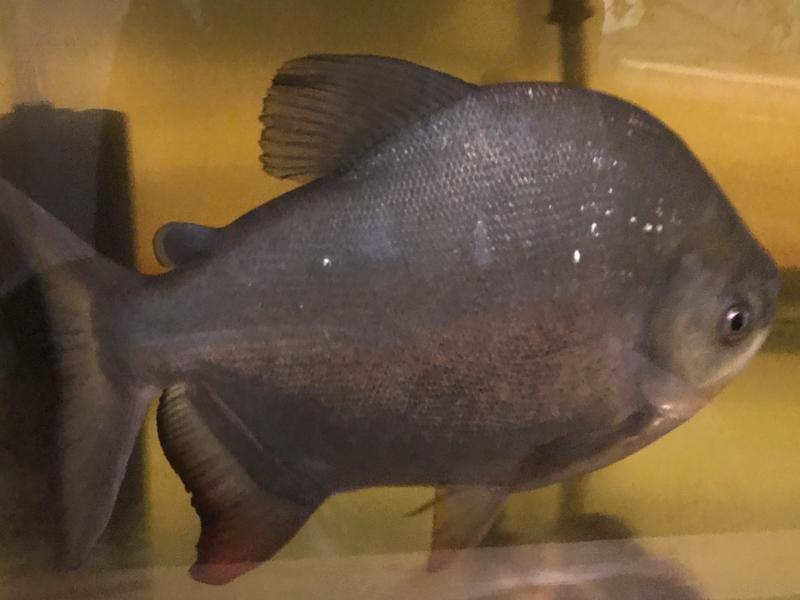 Red Belly Pacu Fish