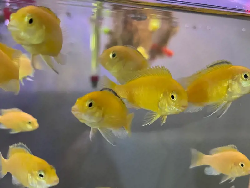 Juvenile Yellow Lab Cichlids | Light Fish