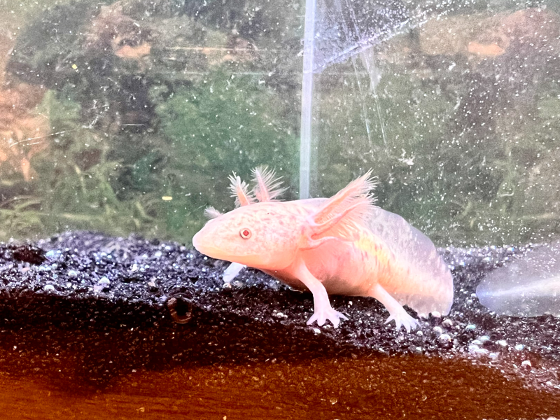 Copper Axolotl