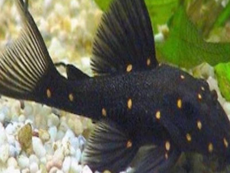 Mustard Spot Pleco | Light Fish