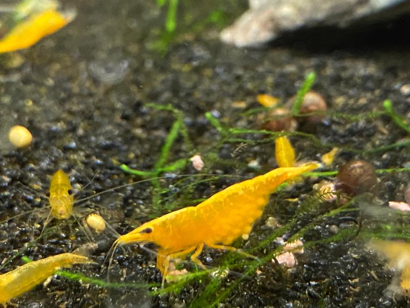 Yellow Golden Back Neocaridina Shrimp | Light Fish