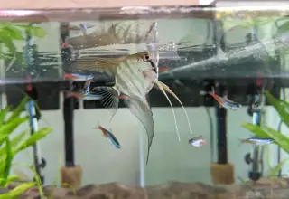 Light Fish: Aquarium Fish, Corals, Aquatic Plants & More