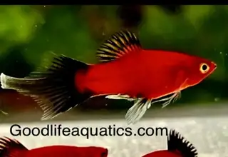 Red Wag Pintail Platy, 4+1 Fry | Light Fish