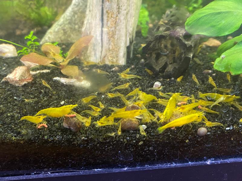 Yellow Golden Back Neocaridina Shrimp | Light Fish